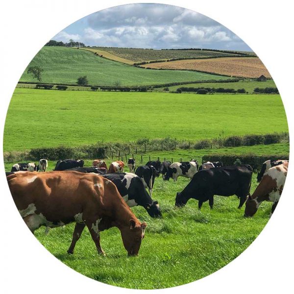 Dairy Farming - Hendrie Bros